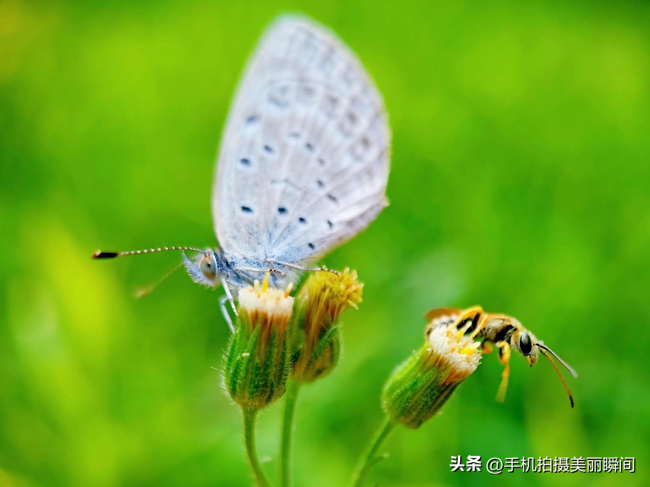 Mobile phone macro shooting insect skills - iNEWS