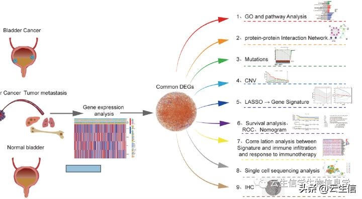 The first article on "T cell proliferation" has been published, and you ...