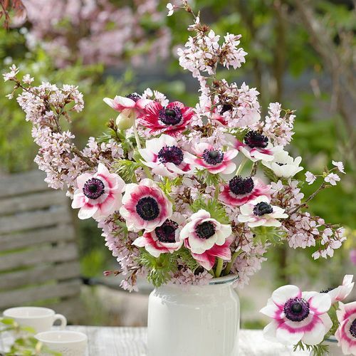 The maintenance knowledge of potted anemone, the gem flower that should ...