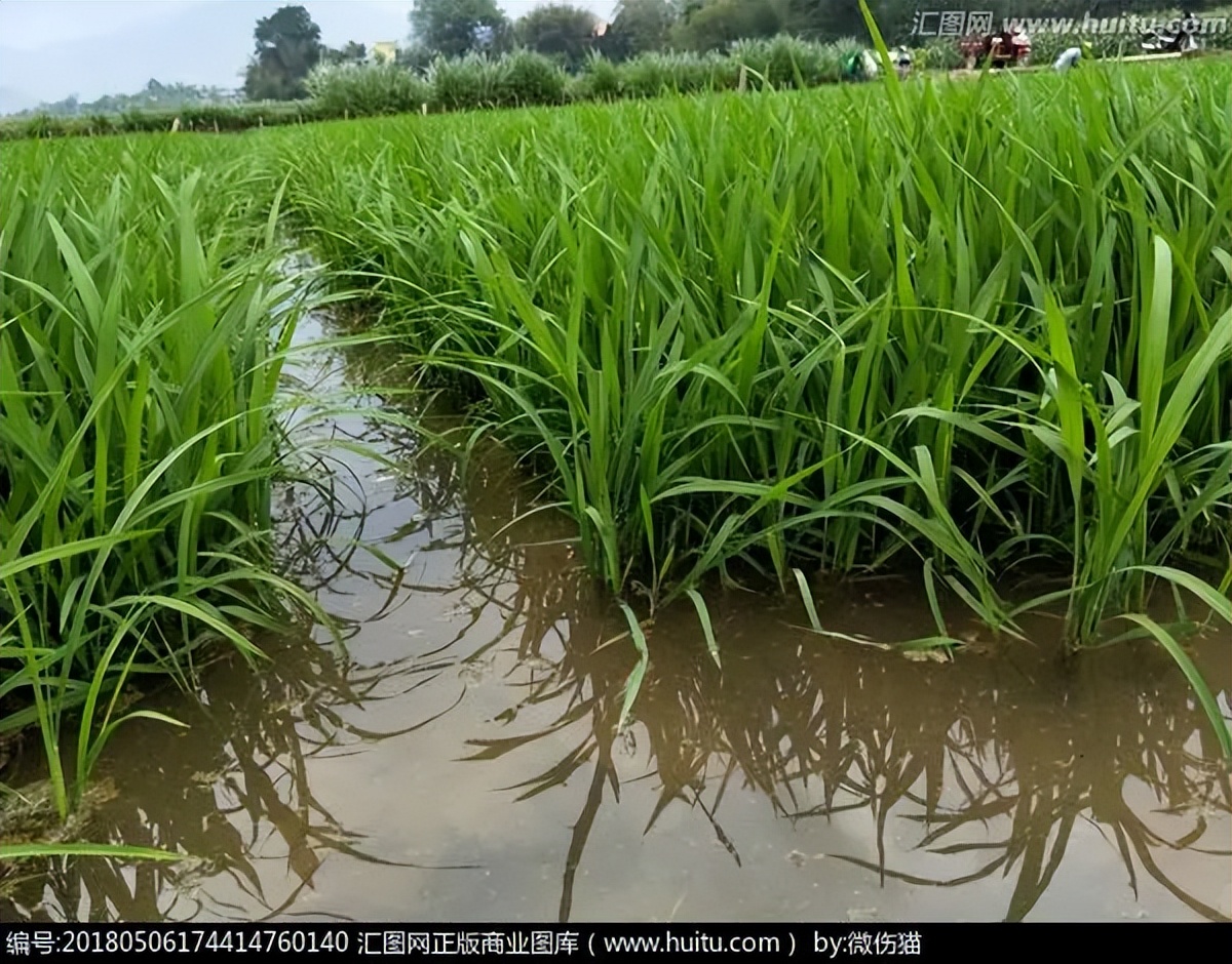Ten rice field poems, desert paddy fields, green rice seedlings, the ...