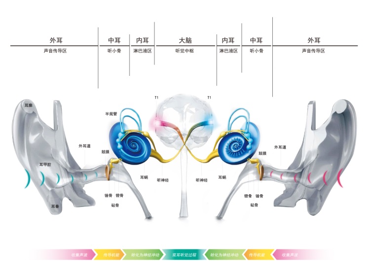 Hearing Science: How much do you know about the ear? - iNEWS