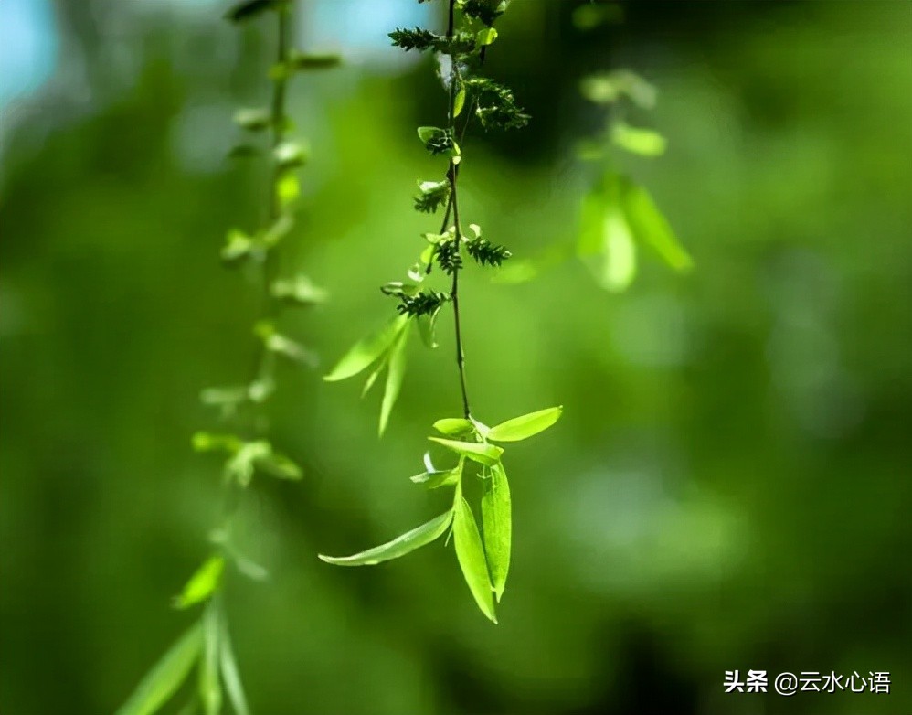 Yang Wanli praised the beautiful scenery of spring, and recited a song ...