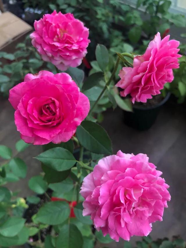 Beautiful and fragrant Eve Sapphire Rose - iNEWS