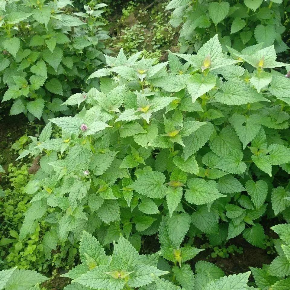 Huoxiang: From Wild Vegetables to Traditional Chinese Medicine ...