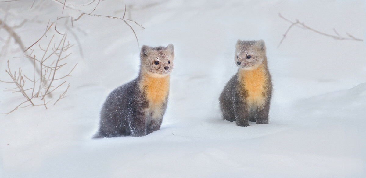 Xinjiang ferret and sable, beautiful elf, it is difficult to ...