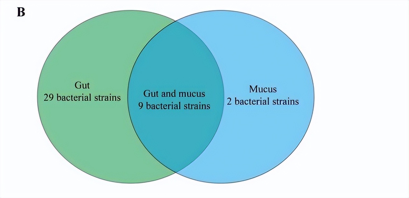 Functional characterization of the planarian microbiota, a microbial ...