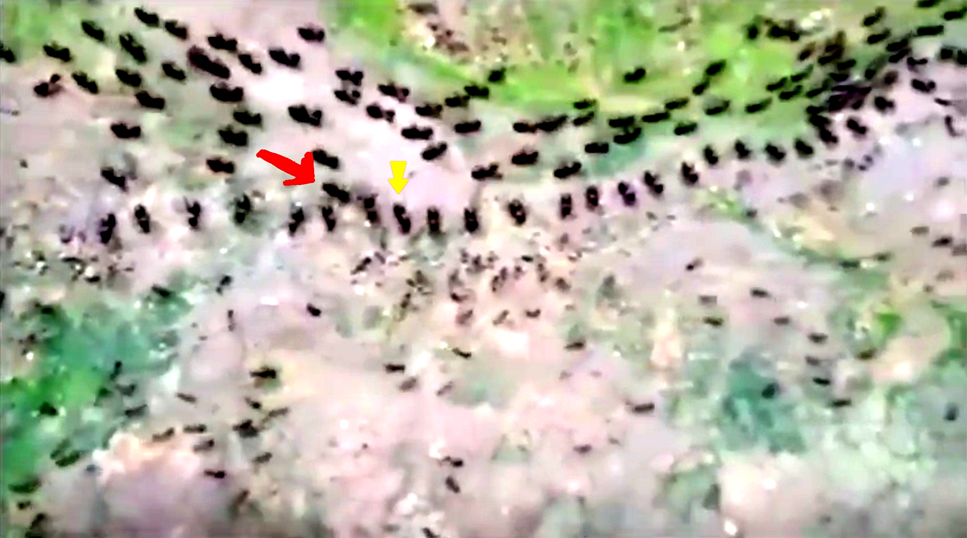 Shocking video!Two teams of ants face off astonishingly: old ants are ...