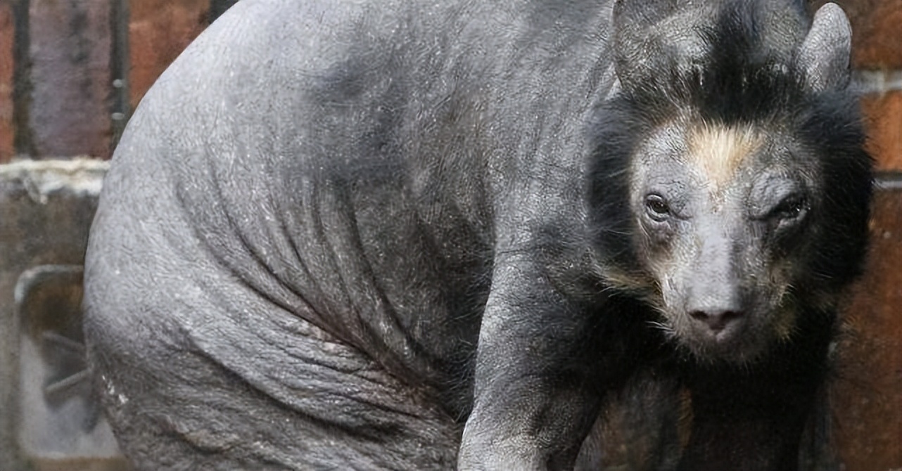 Is the Chernobyl giant rat in the former Soviet Union real? The mutant ...