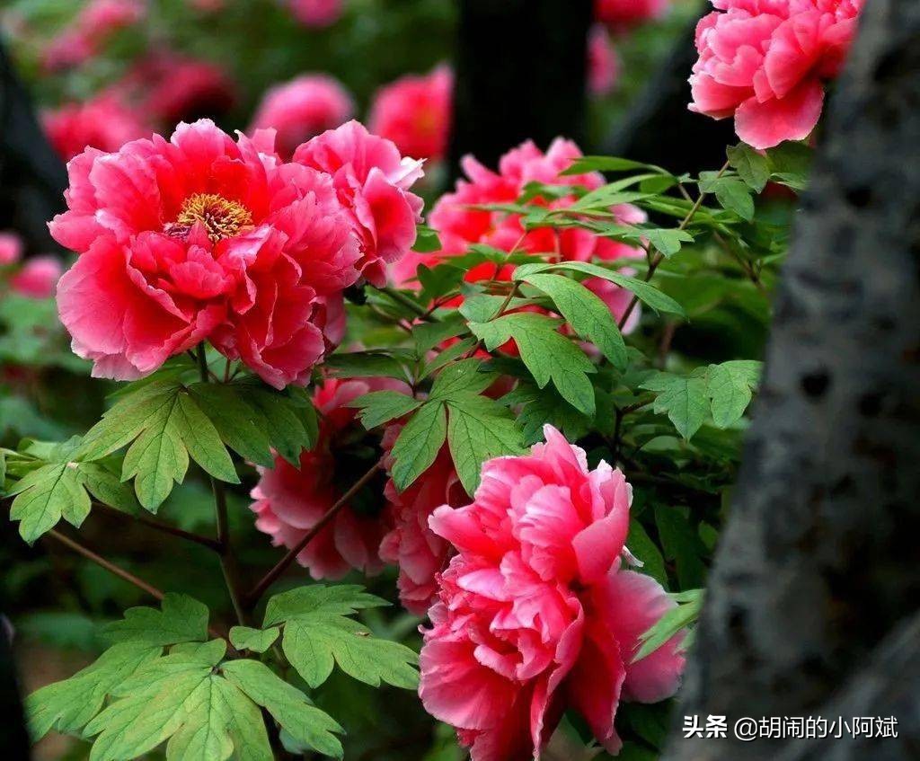 The precautions for planting peony and the method of reproduction ...