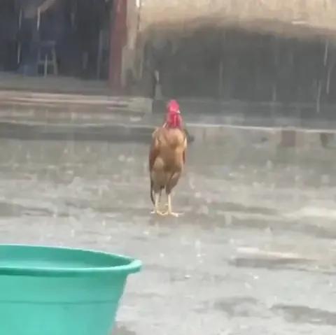Why there is a "drowned chicken" but no "drowned duck", do you really ...