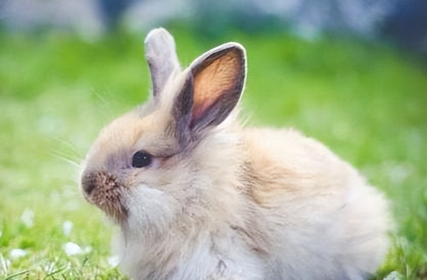2024 Yearly Horoscope for Rabbit People - iNEWS