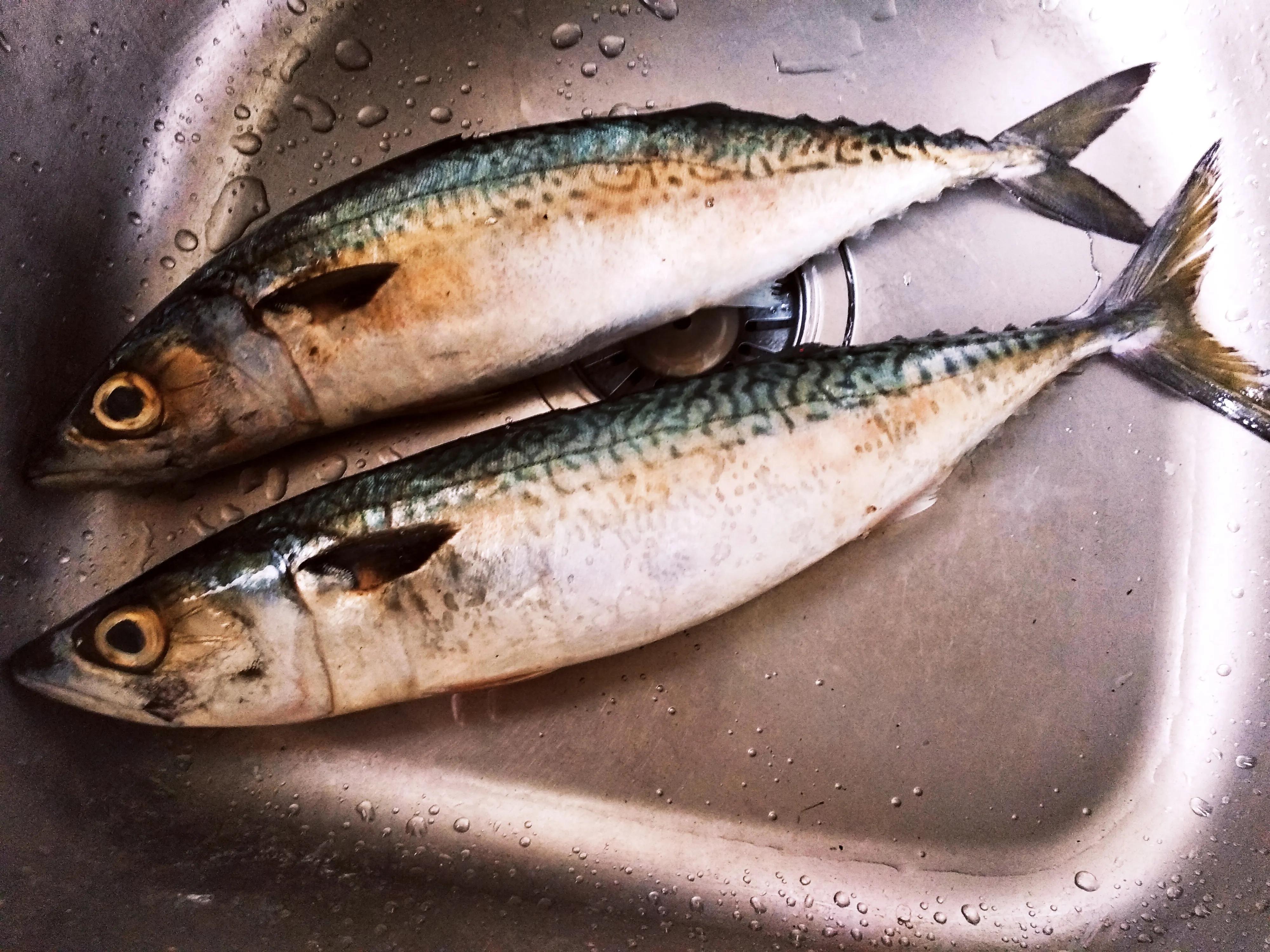 After the beginning of winter, buy more 6 kinds of cheap sea fish ...