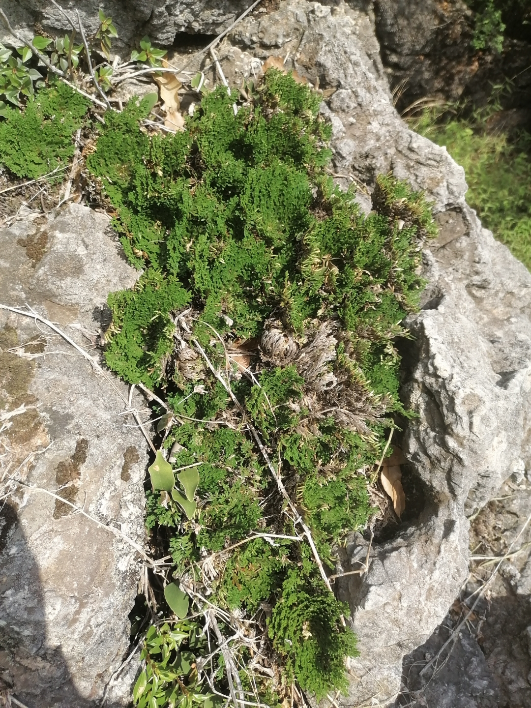 When climbing a mountain, when you encounter a "resurrection grass ...
