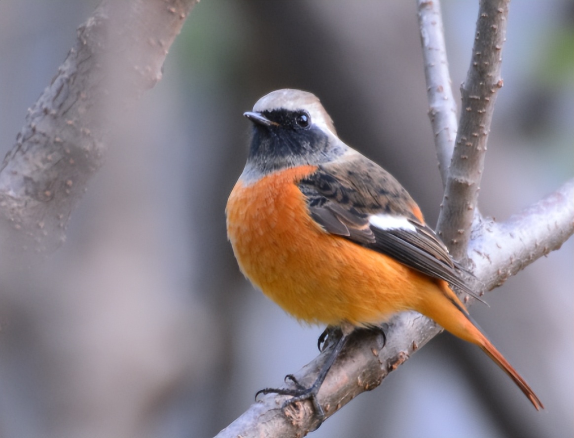 Red-bodied Robins: A Comprehensive Study of Traits and Lifestyles - iNEWS