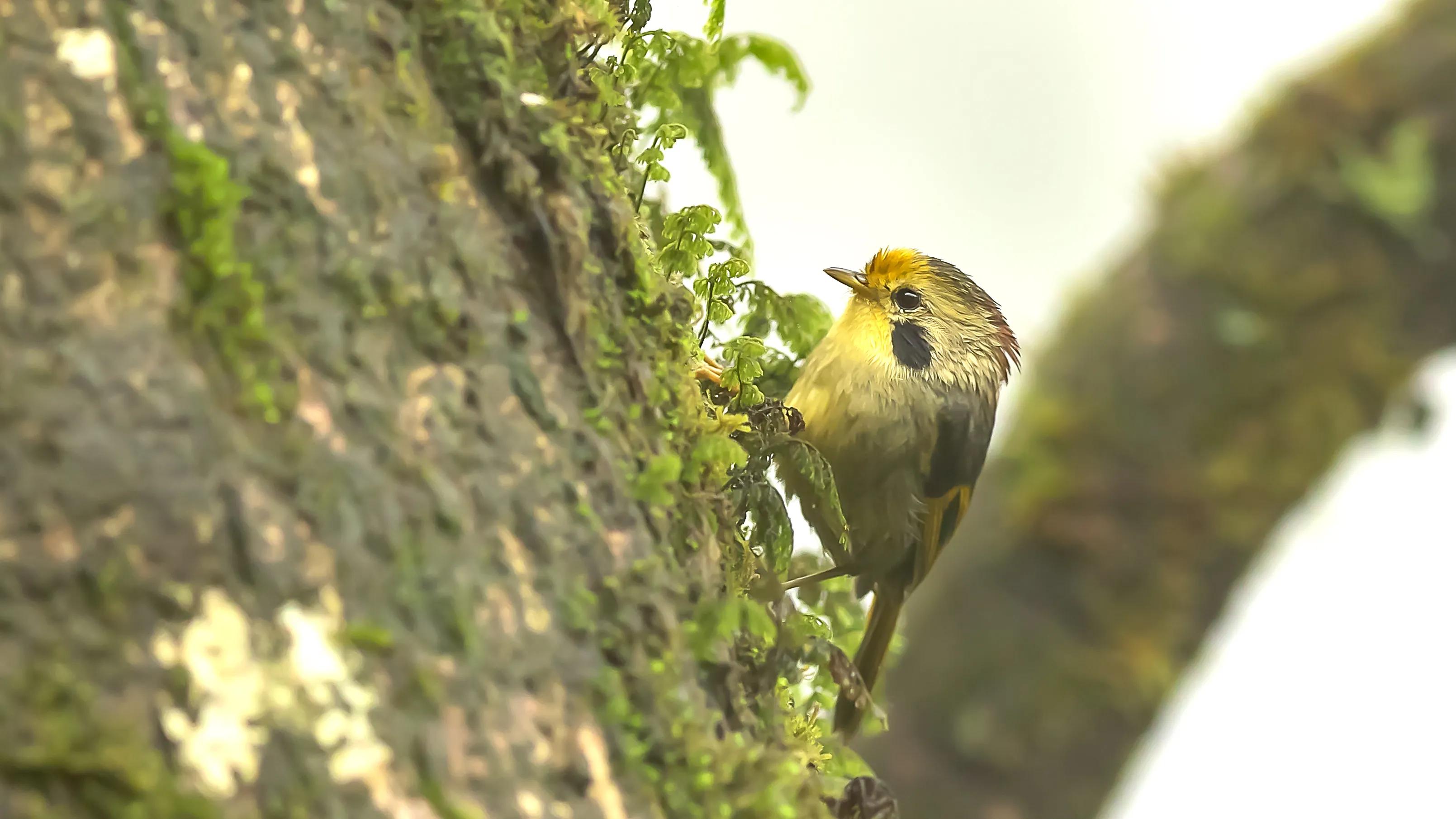 Amount finches 1106 - iNEWS