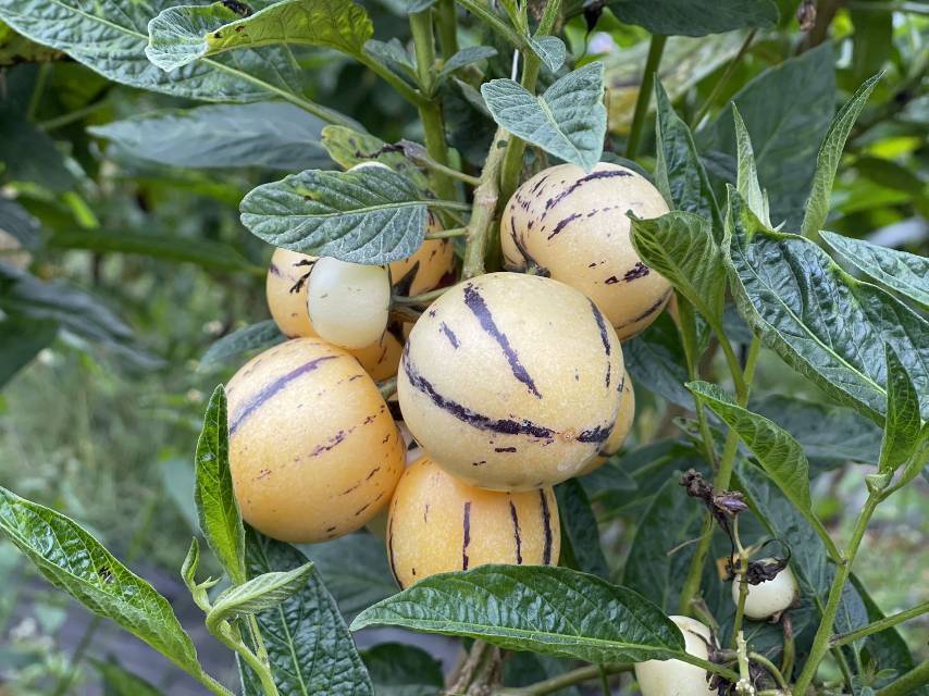 Yunnan volcanic rock ginseng fruit, once eaten, will make you fall in ...