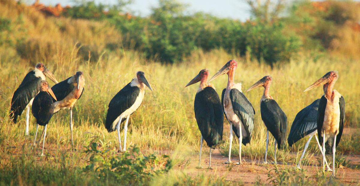 Like scavengers, but bald?The sturdy bird of the African bald stork ...