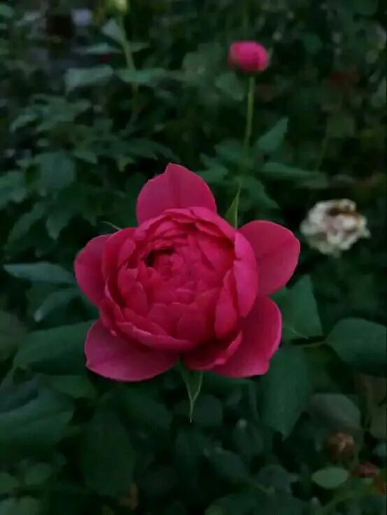 Elegant Maple Leaf Rose - iMedia