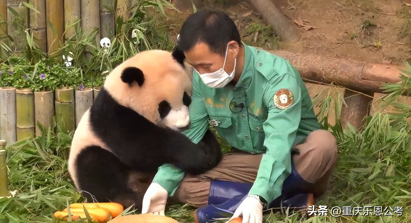 South Korea's "Grandpa Fubao": The giant panda gave birth to twins so ...