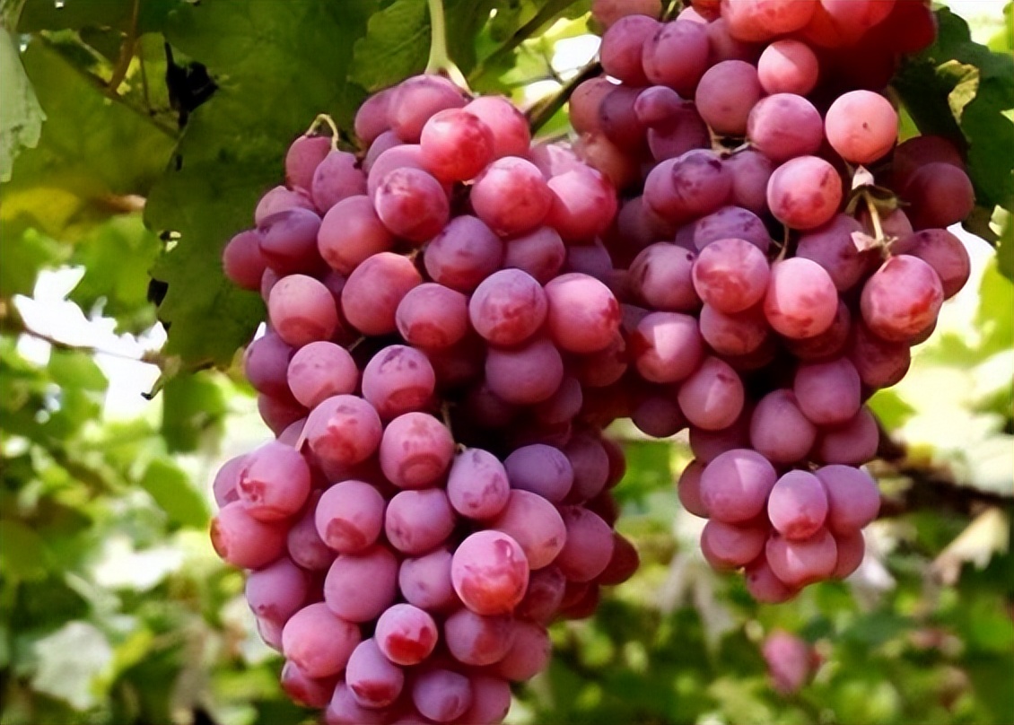 Are grapes the "fat" of thyroid nodules? Doctor: These 5 kinds of ...