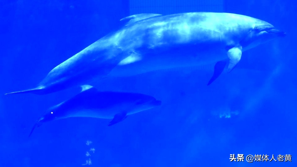 Guiyang: The first bottlenose dolphin cub meets tourists - iNEWS