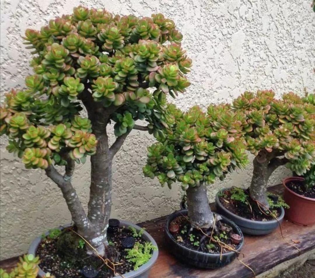 Rich or not, the family tree!6 kinds of auspicious trees, you can raise ...