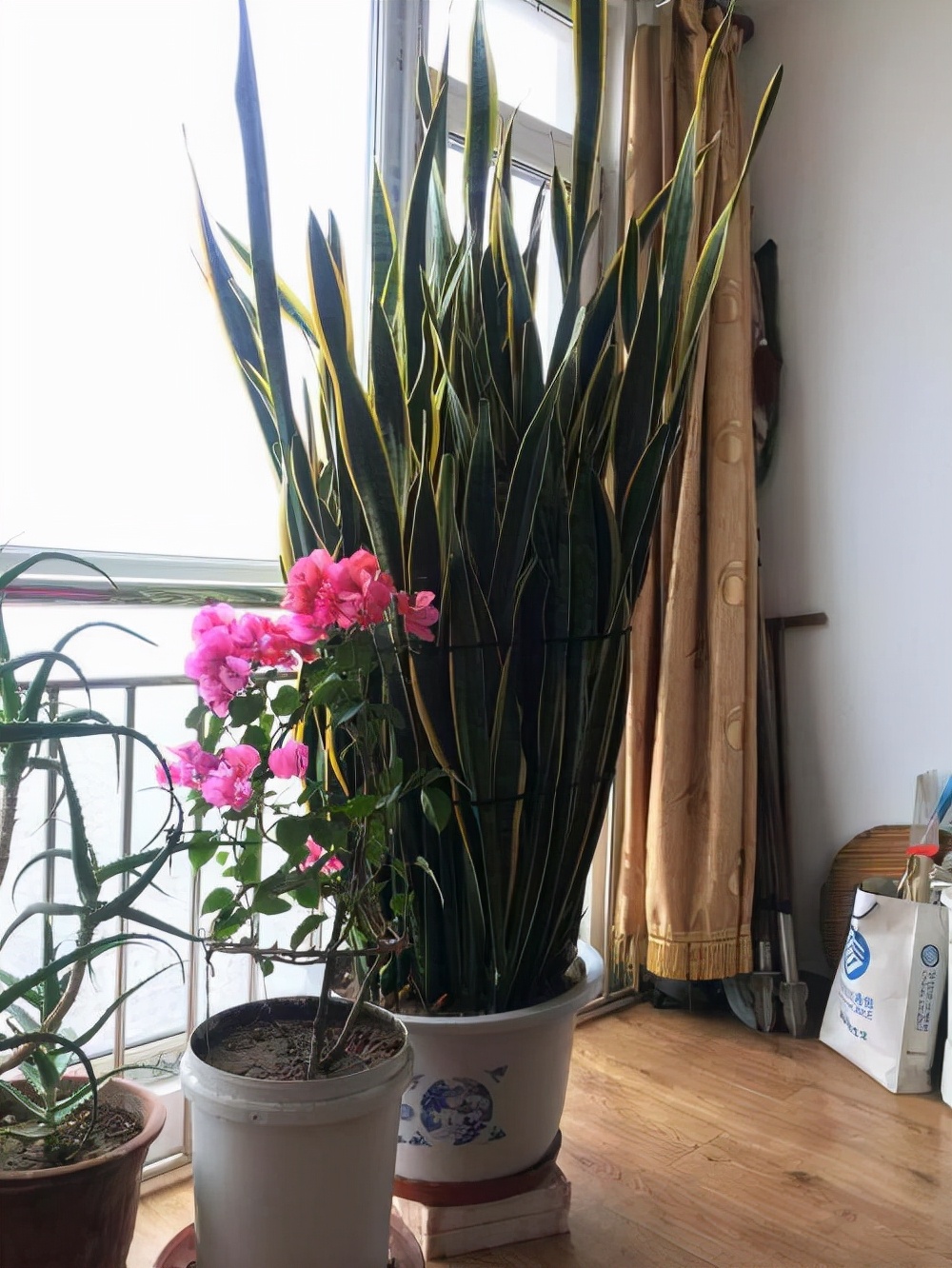 Phnom Penh "Tiger Pilan", no new leaves and shoots, all "solutions" are ...