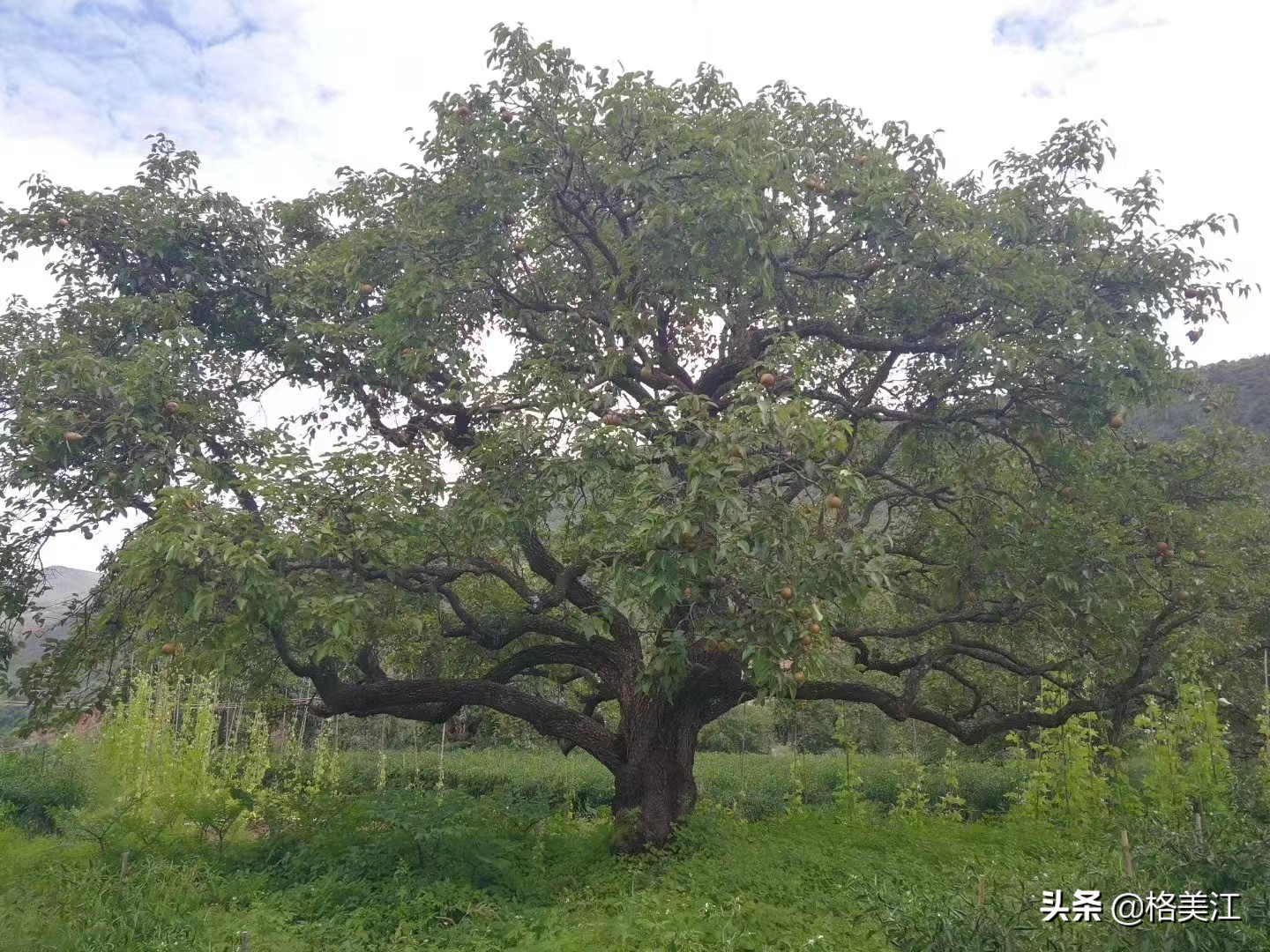 The ancient pear tree of Sangling ancient trees - iNEWS