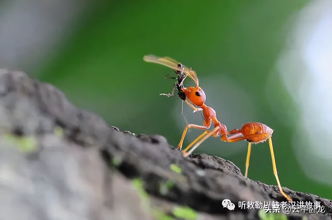 Lao Han told a story: each suits its own day - iNEWS