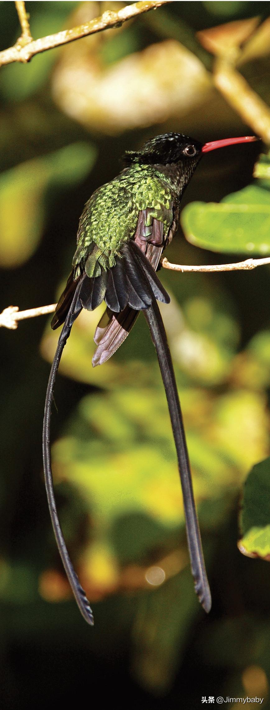 The world's national bird legend: Jamaica (JAMAICA) red-billed long ...
