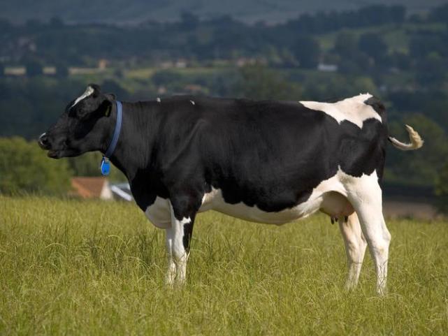 Inventory of the ten most beneficial animals for humans - iNEWS