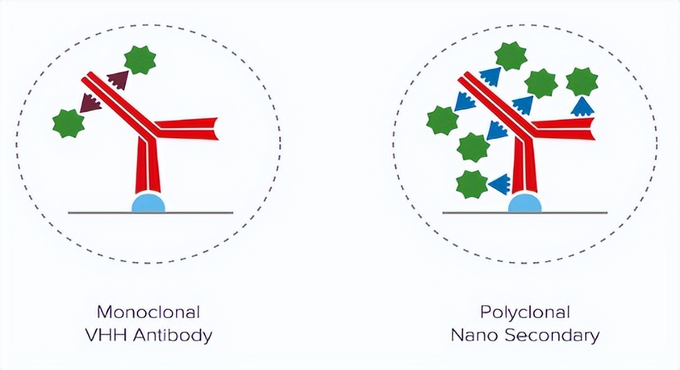 Jackson ImmunoResearch—Nano Secondary Antibodies - iNEWS