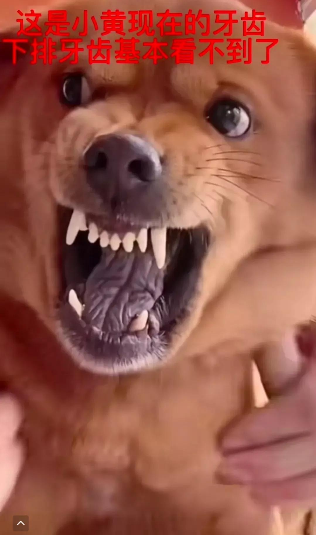 Has the Internet celebrity dog Xiaopang been stolen? - iNEWS