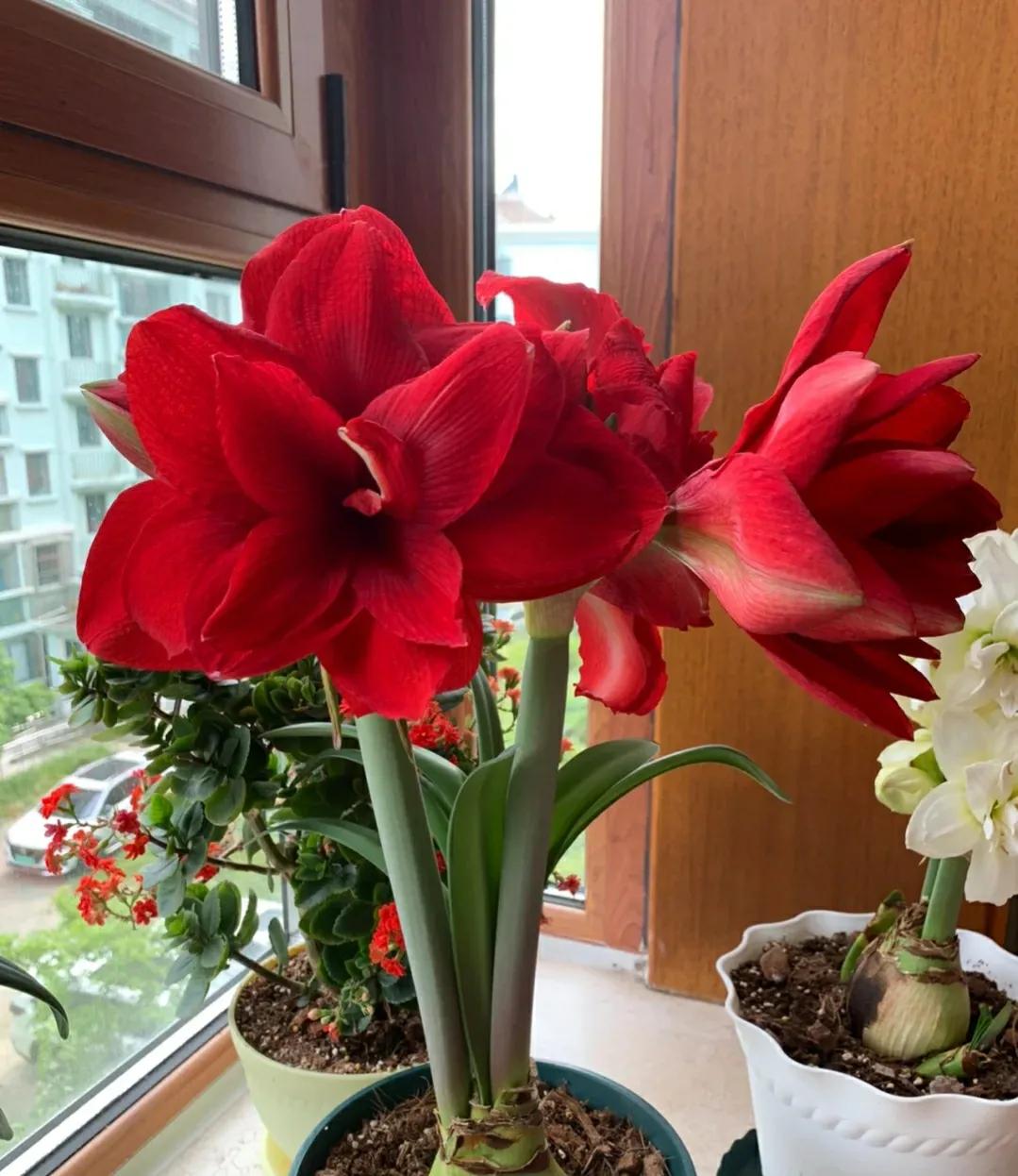 In February, it is suitable to grow three kinds of "big red flowers ...