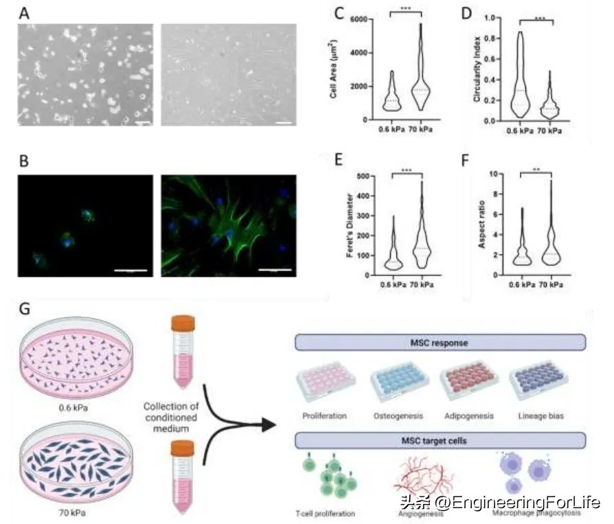 "Acta Biomater": "Both soft and hard" matrix affects the fate of ...