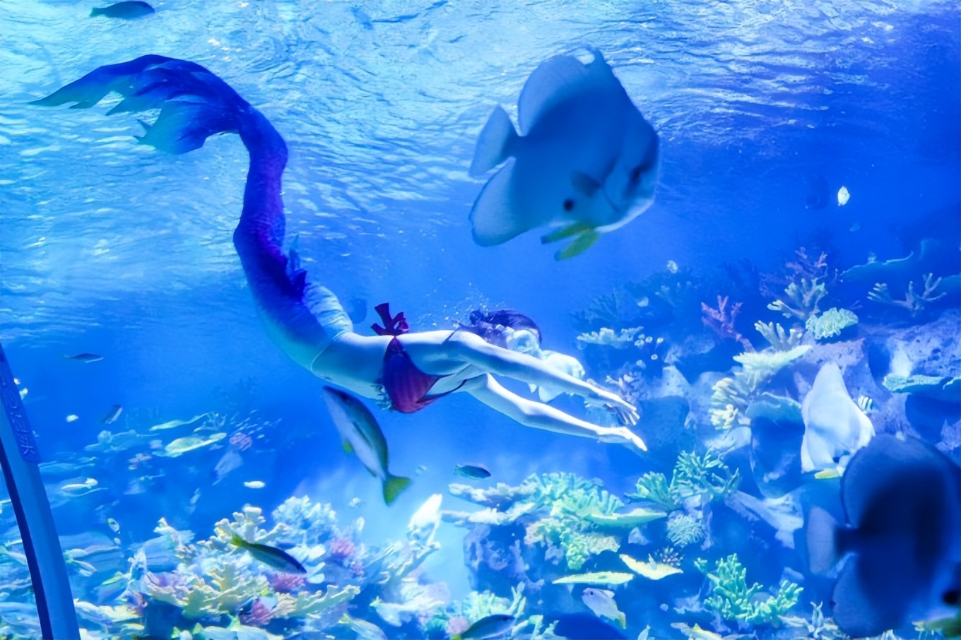 Always go to Rizhao‖A trip to Rizhao from April to June - iNEWS