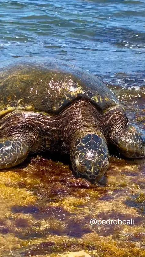 Guardians of the Deep: Exploring the Fascinating World of Sea Turtles ...
