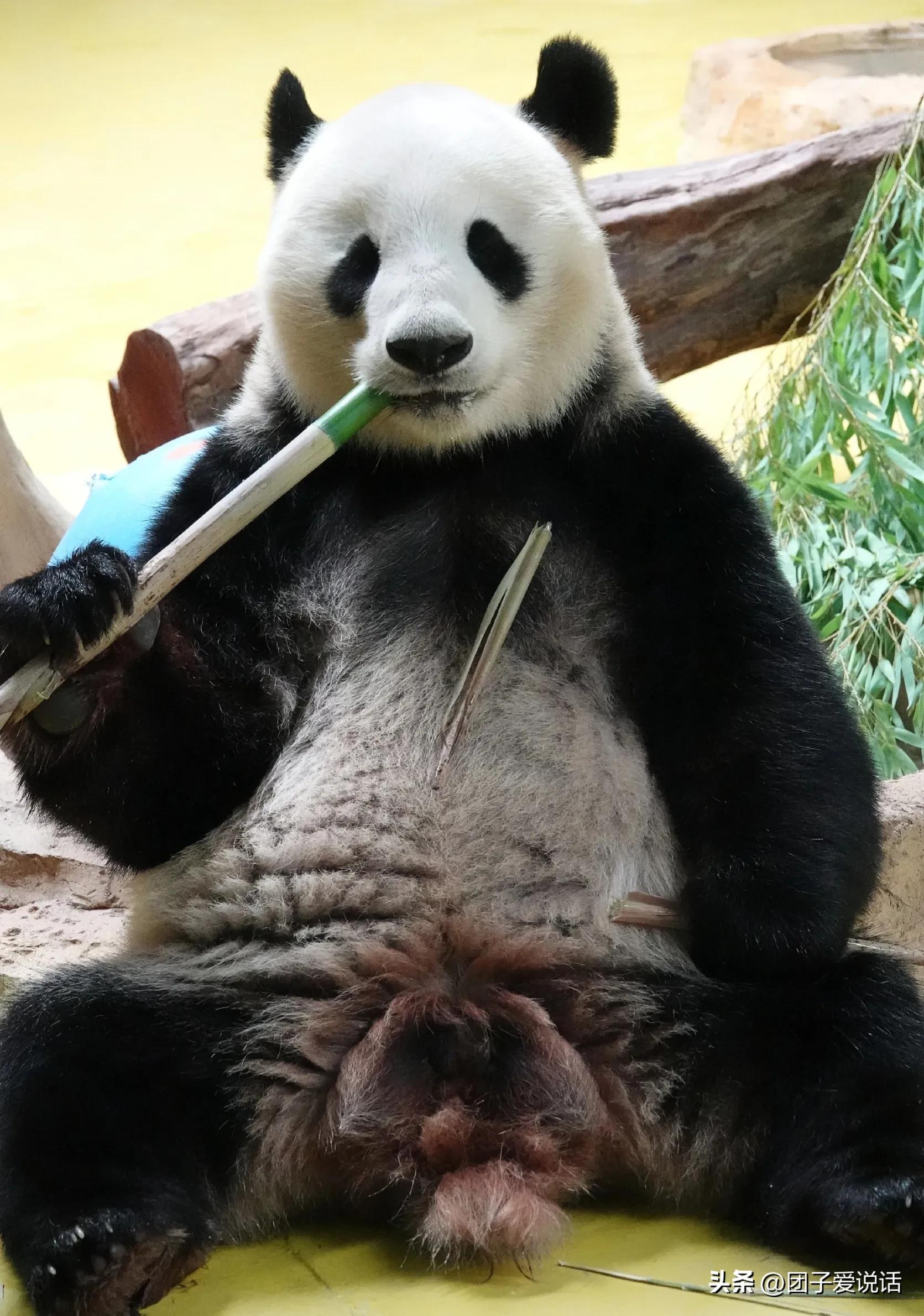 Meet Giant Pandas: Nanjing Tangshan Ziqing Lake Wildlife World - iNEWS