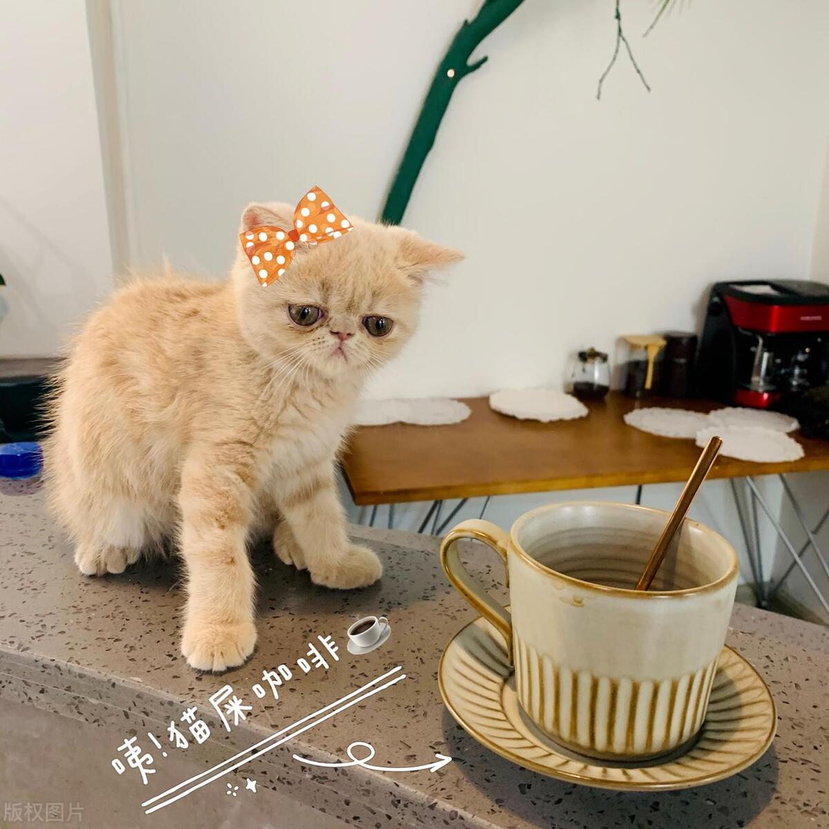 Is "cat poop coffee" really made of cat poop? - iNEWS