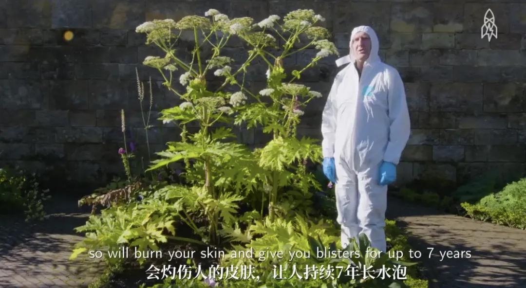 Walk into the world's most poisonous garden, full of deadly poisonous ...