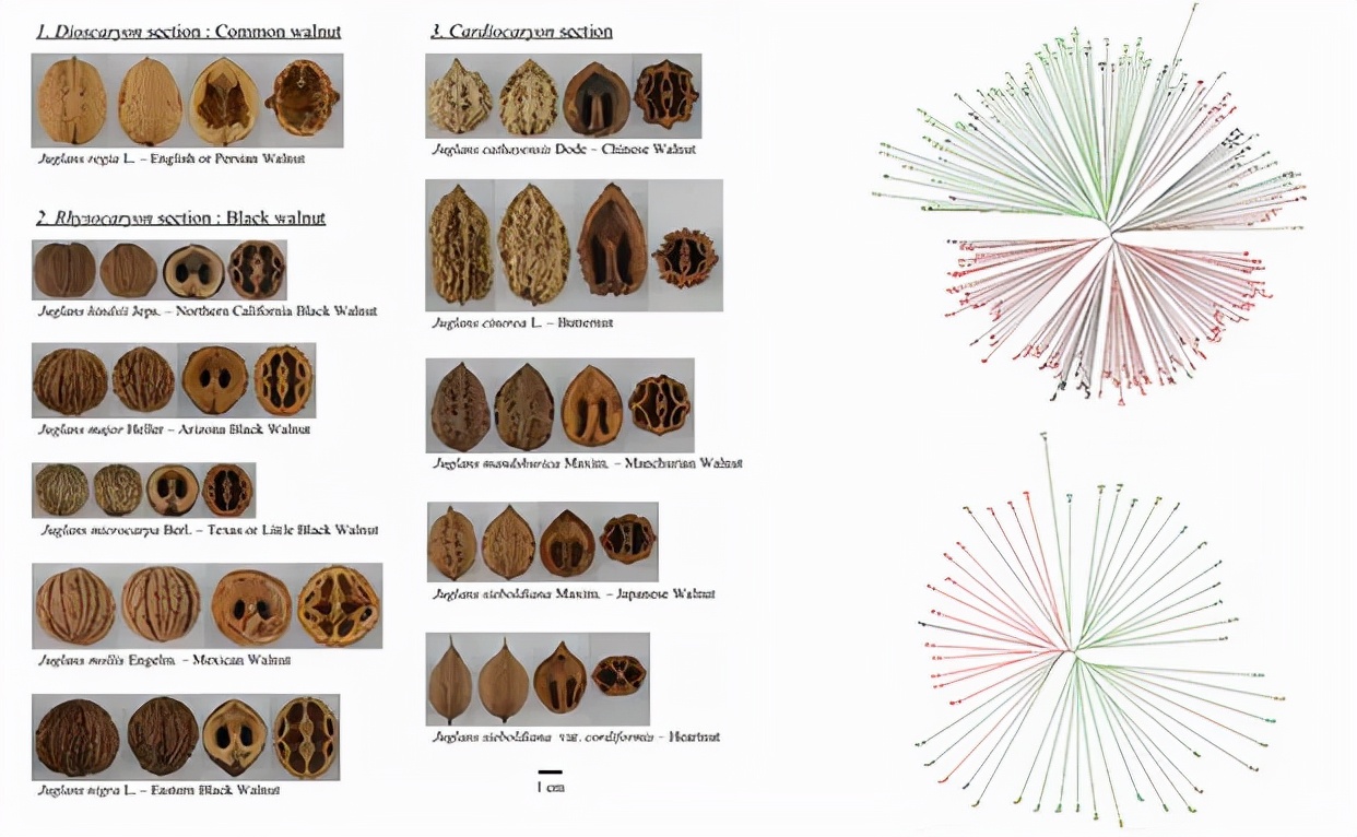 Identification of core germplasm resources to promote the development ...