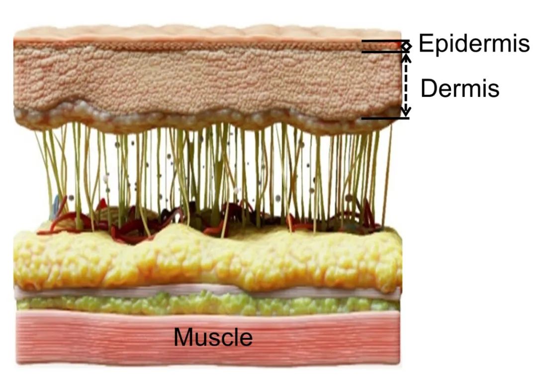 New "skin" can calm the "chaos" on the surface of metal electrodes - iNEWS