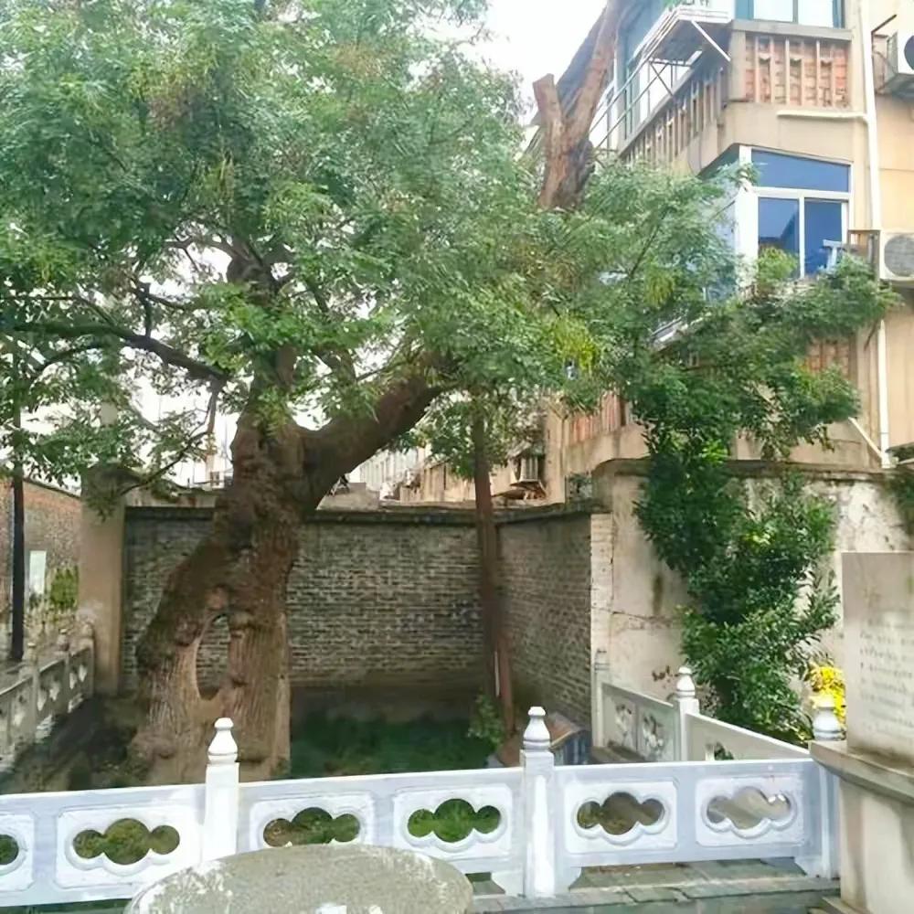 Nanke Yimeng Yangzhou Acacia - iNEWS