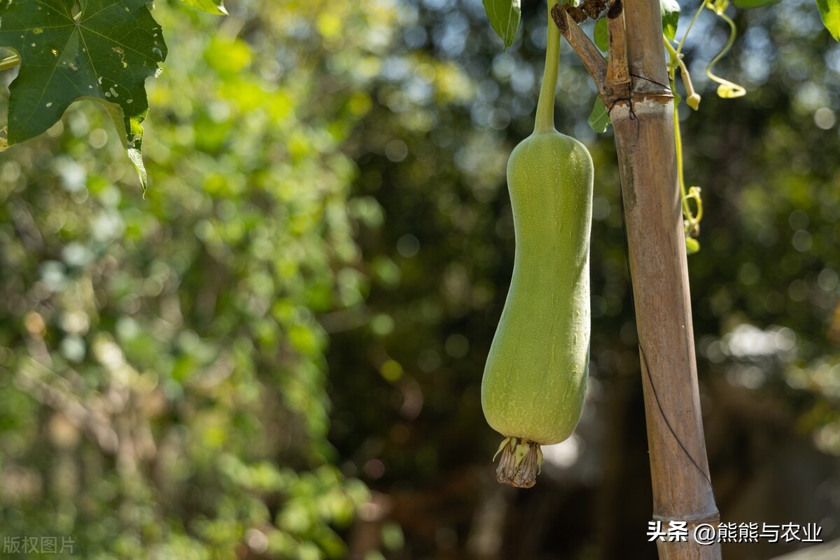 How to grow loofah, how to plant, how to fertilize, how to water - iMedia