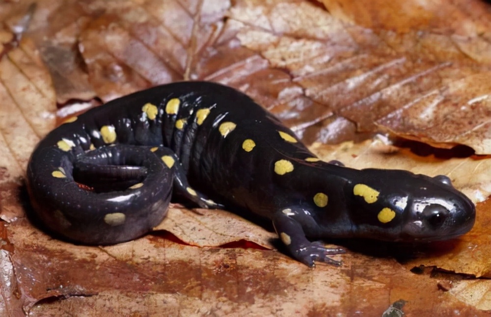 The earliest primitive amphibian——Ichthyosaurus - iNEWS