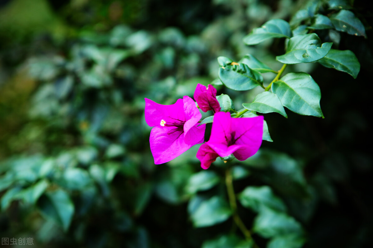 In 2022, bad luck will stand aside, good luck will reward your face ...