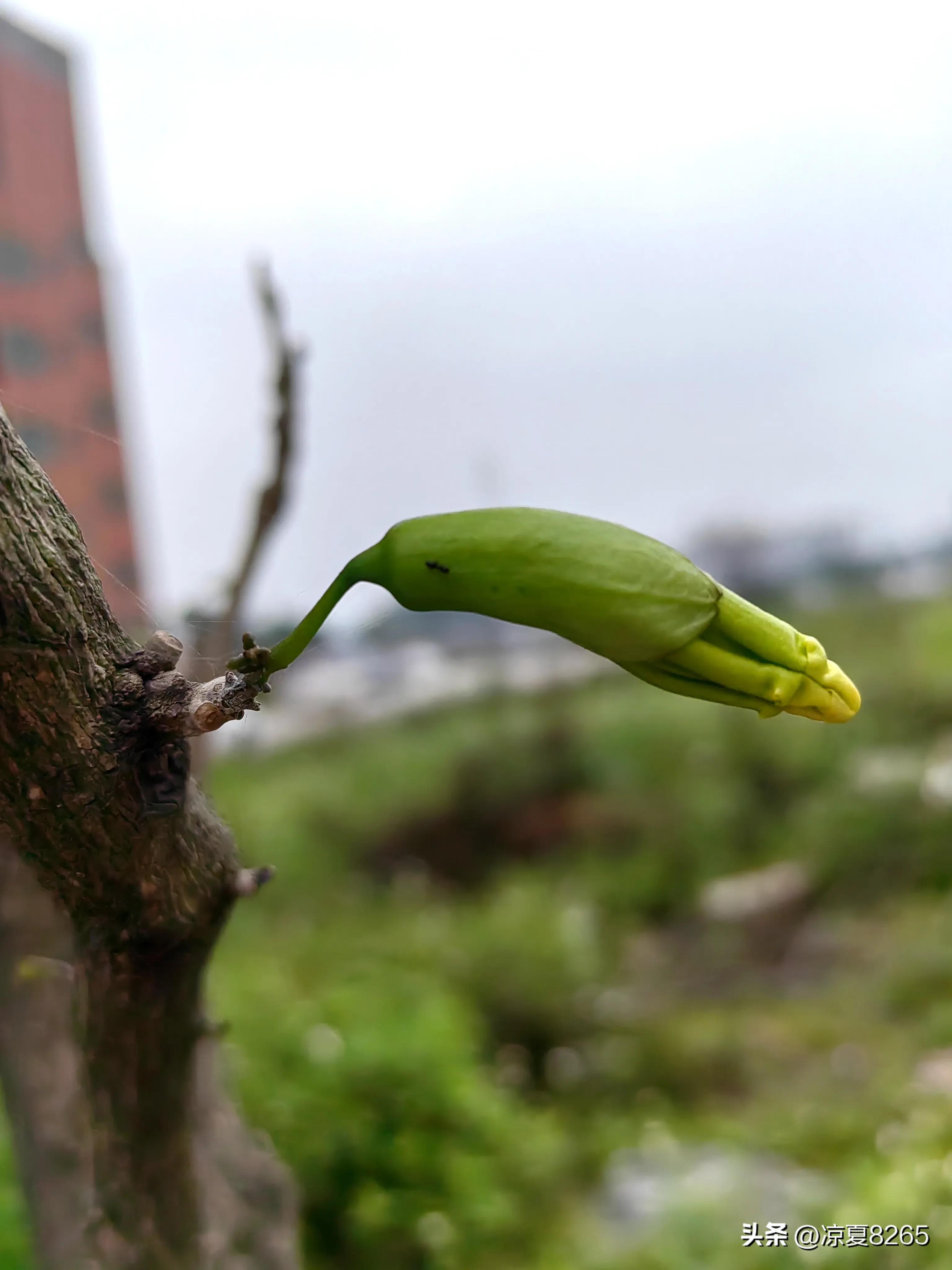 Do you know a tree of happiness? - iNEWS