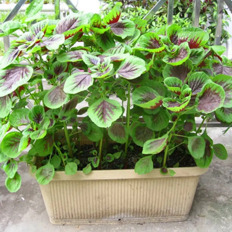 Three kinds of "green leafy vegetables" are grown on the balcony, which ...