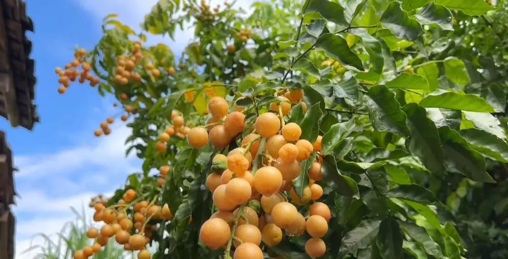 It is a "healthy fruit", which can reduce phlegm, relieve cough, and ...