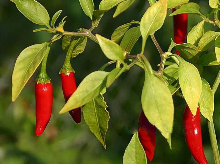 These 5 legendary "devil peppers", dare to eat one and count you as ...